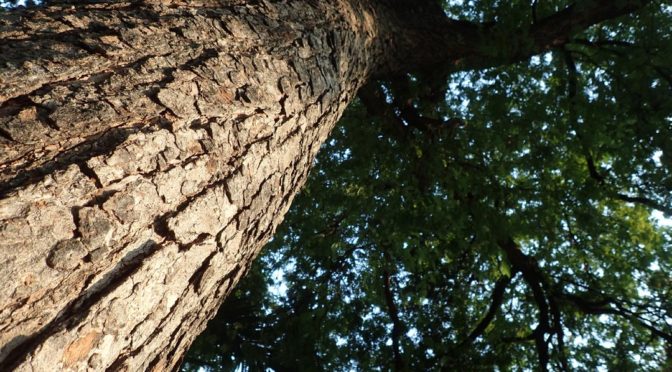 World’s Best Bumpf | BrothersBites